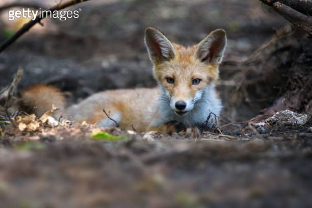 Red fox, vulpes vulpes in forest. Close wild predators in natural ...