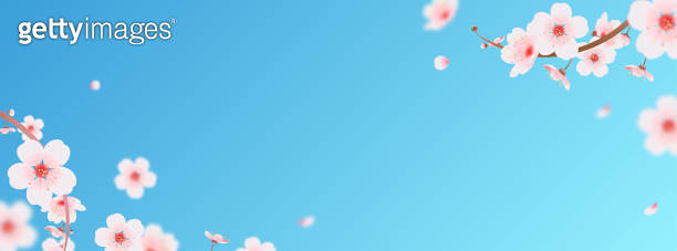 Pink Cherry blossom banner background vector illustration. Sakura ...