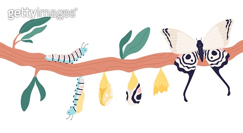 Butterfly metamorphosis. Growth process and life cycle from caterpillar ...
