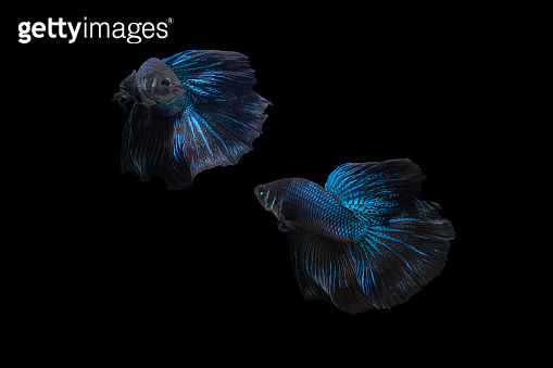 Two dancing Black Blue Mamba Avatar halfmoon betta splendens siamese ...