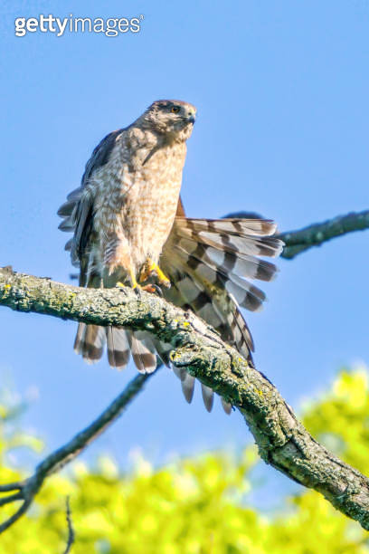 Cooper's hawk female bird stretching wing and tail 이미지 (1326946486 ...