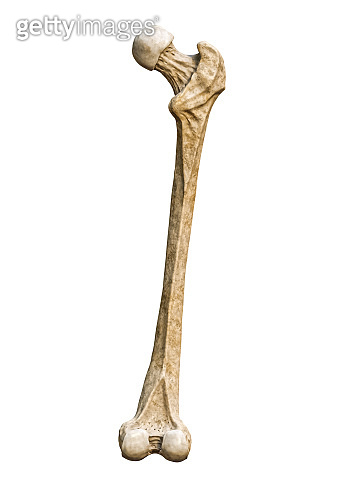 Posterior or back view of a detailed human femur bone isolated on white ...