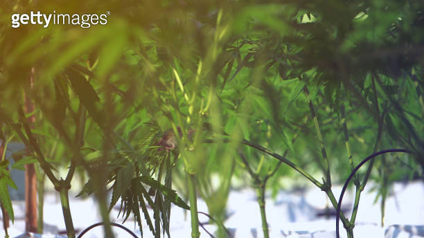 Wild bird eating ganja marijuana leaves at tropical outdoor farm ...