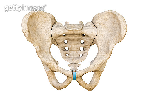 Anterior or front view of human male pelvis and sacrum bones isolated ...