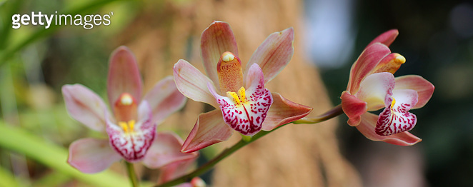 close up orchid. orchid web banner or poster for social media. blooming ...