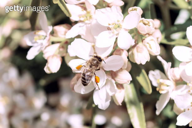 Honey Bee on white flower of Choisya ternata 'Aztec Pearl' in bloom ...