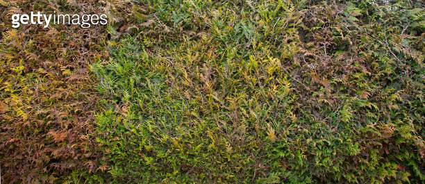 Withered dry Thuja hedge (cypress, juniper). Seamless Texture of green ...