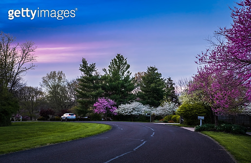Midwestern suburban street with blooming redbud trees and Branford ...