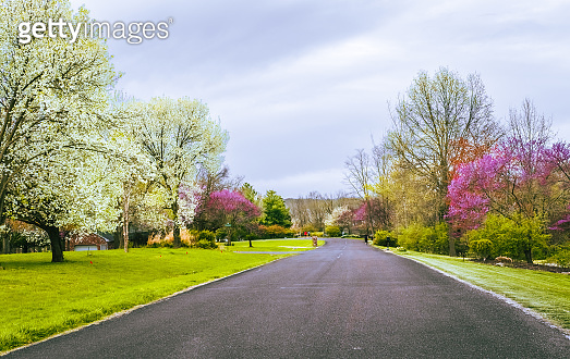 View of Midwestern suburban street with blooming trees in spring 이미지 ...