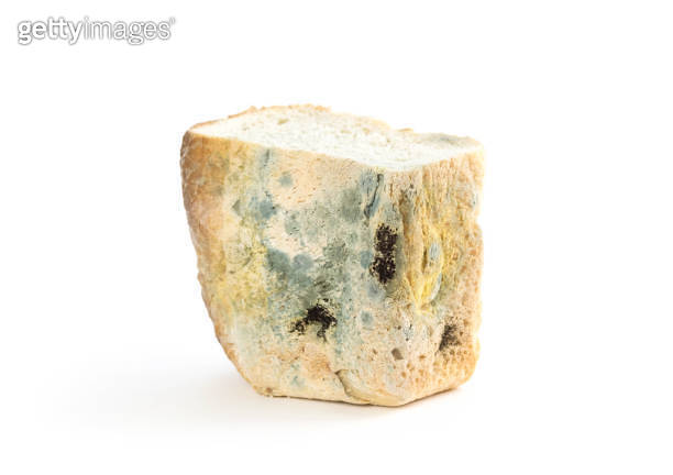 Bread in the mold. Green bread. Lots of mold 이미지 (1314118899) - 게티이미지뱅크