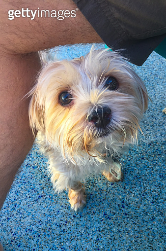 Yoshi the Morkie relaxing by the pool 이미지 (1328395958) - 게티이미지뱅크