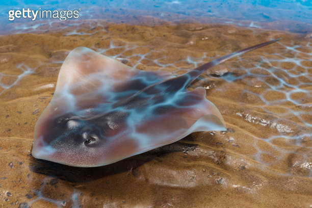 3d rendering close-up shot of a cute baby stingray in underwater the ...