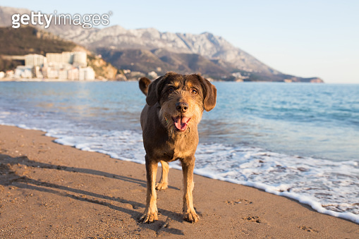 Portrait of a senior female mutt dog having awesome time at the beach ...