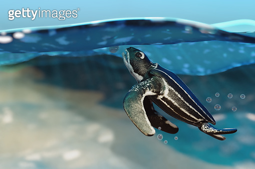 3d realistic rendering close-up shot of a baby newborn Leatherback sea ...