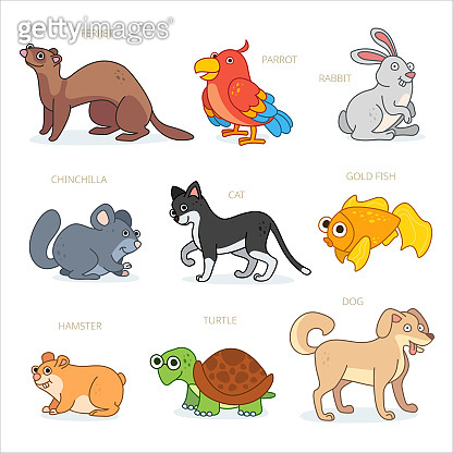 Pet characters design collection. Cartoon animals set. Ferret, parrot ...