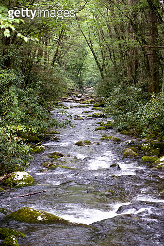 Stream with trees on both sides 이미지 (1299651065) - 게티이미지뱅크