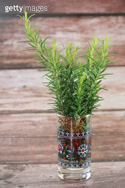 sprigs of spicy herb rosemary with sharp leaves 이미지 (1320336777) - 게티이미지뱅크