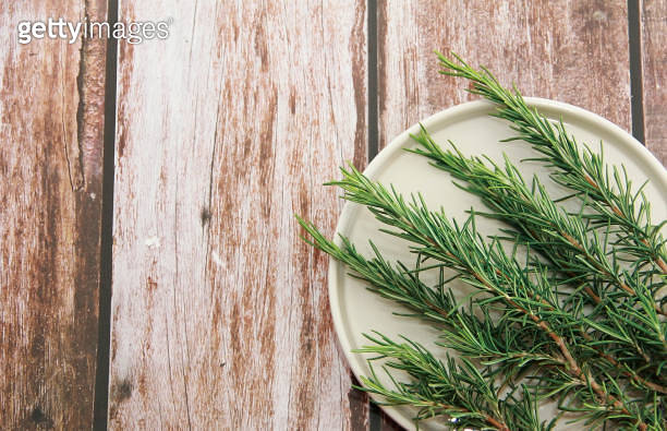 sprigs of spicy herb rosemary with sharp leaves 이미지 (1320336778) - 게티이미지뱅크