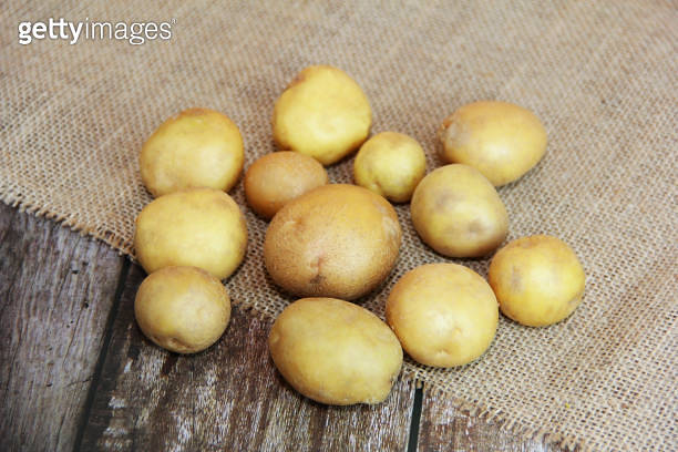Fresh round ripe yellow potatoes 이미지 (1355289133) - 게티이미지뱅크