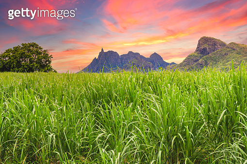 Mauritius, Pamplemousses disctrict, Creve Coeur, sugar cane fields ...