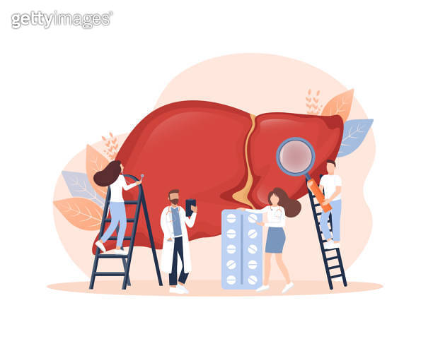 Flat illustration with liver on white background for medical design ...