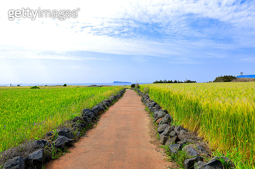7000s, gaffado, landscape, barley, field path, promenade, grass wall ...