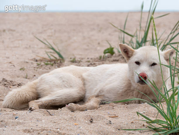 White dog with ticks on ears summer nature sand beach background ...