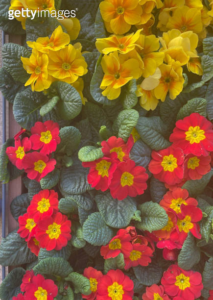 Close up of a Tray of Colourful Primrose Plants (Primula) on Display in ...
