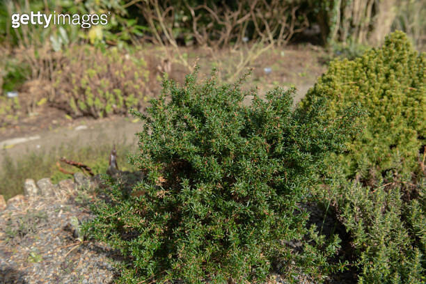 Spring Foliage and Flower Buds of the Compact Dwarf Golden Barberry ...