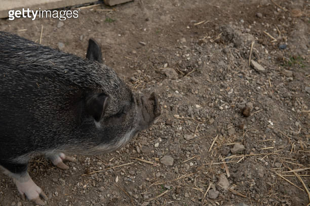 Black Domesticated Miniature or Micro Pig (Sus scrofa domesticus ...
