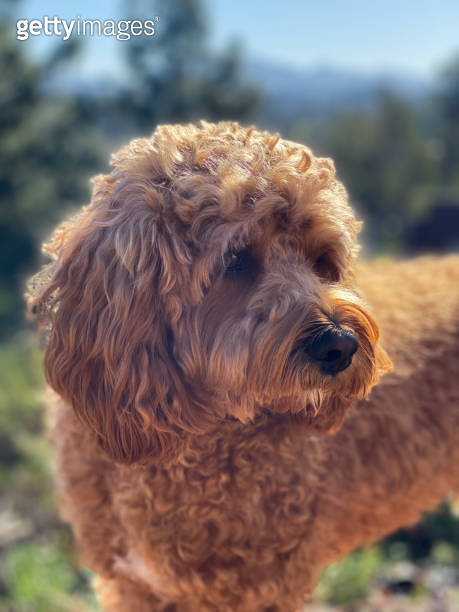 Cavapoo dog, mixed -breed of Cavalier King Charles Spaniel and Poodle ...