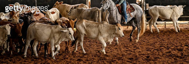 Rodeo Cutting Competition 이미지 (1308368959) - 게티이미지뱅크