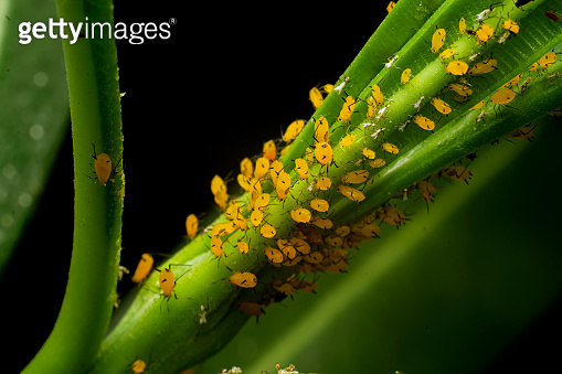 The oleander aphid also known as milkweed aphid on the plant and ...
