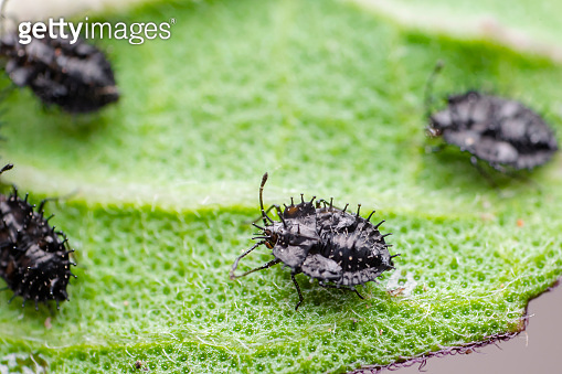 Extreme macro photo of the very small lace bugs nymphs on the flower ...