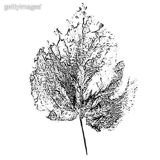 Leaf imprint. Hand-made gouache print on paper. Paint impression, stamp ...