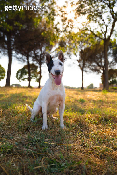 Dog at park outdoor 이미지 (1330404203) - 게티이미지뱅크