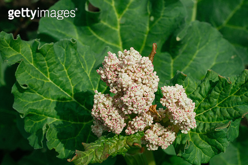 The plant rhapontic rhubarb (Rheum rhaponticum) at the time of mass ...
