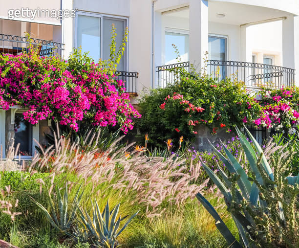 Tropical vegetation, Mediterranean plants in the summer house garden ...