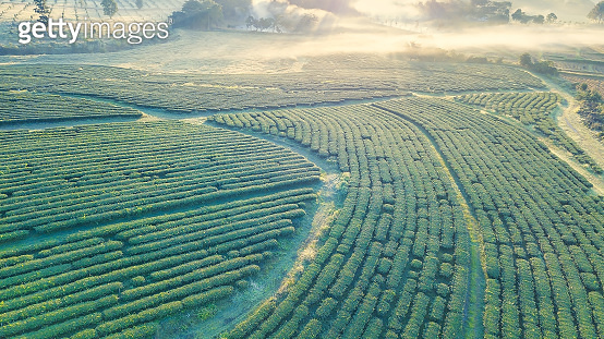 Aerial view shot from drone of green tea plantation, Top view aerial ...