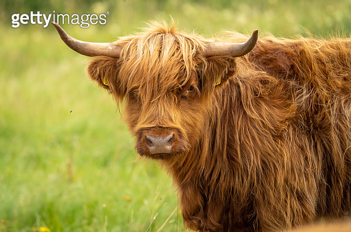Highland rustic cattle perfectly at home on the dunes and heath of FanÃ ...