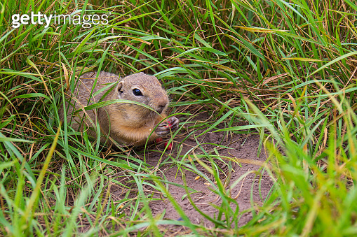 Gopher eating peanuts (1349775052) - 게티이미지뱅크