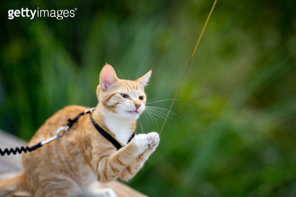 Cat playing with blade of grass in a nature scene 이미지 (1331524851) - 게티 ...