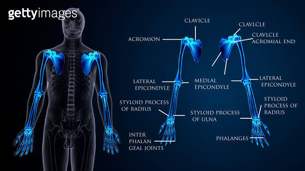 Human Skeleton System Upper Limbs Skeletal Anatomy 3D Illustration ...