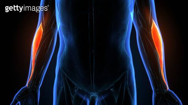 3d illustration of human extensor carpi ulnaris muscle anatomy ...