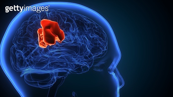 brain middle temporal gyrus anatomy.3d illustration (1351045026) 일러스트 ...