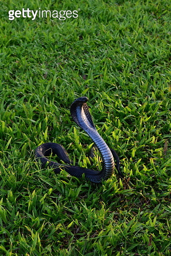 Siamese Spitting Cobra,Indochinese spitting cobra,Naja siamensis ...