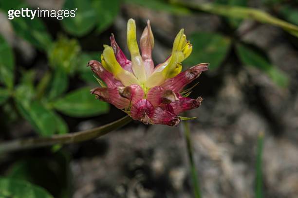 Trifolium fucatum is a species of clover known by the common names bull ...