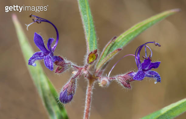 Trichostema laxum is a species of flowering plant in the mint family ...