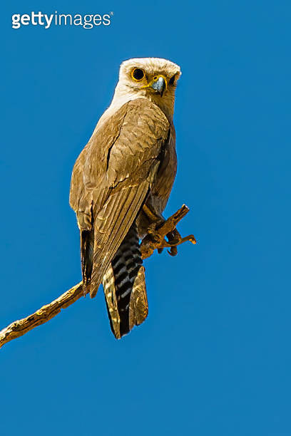 Dickinson's Kestrel or white-rumped kestrel, Falco dickinsoni, Savute ...