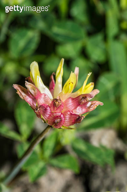 Trifolium fucatum is a species of clover known by the common names bull ...